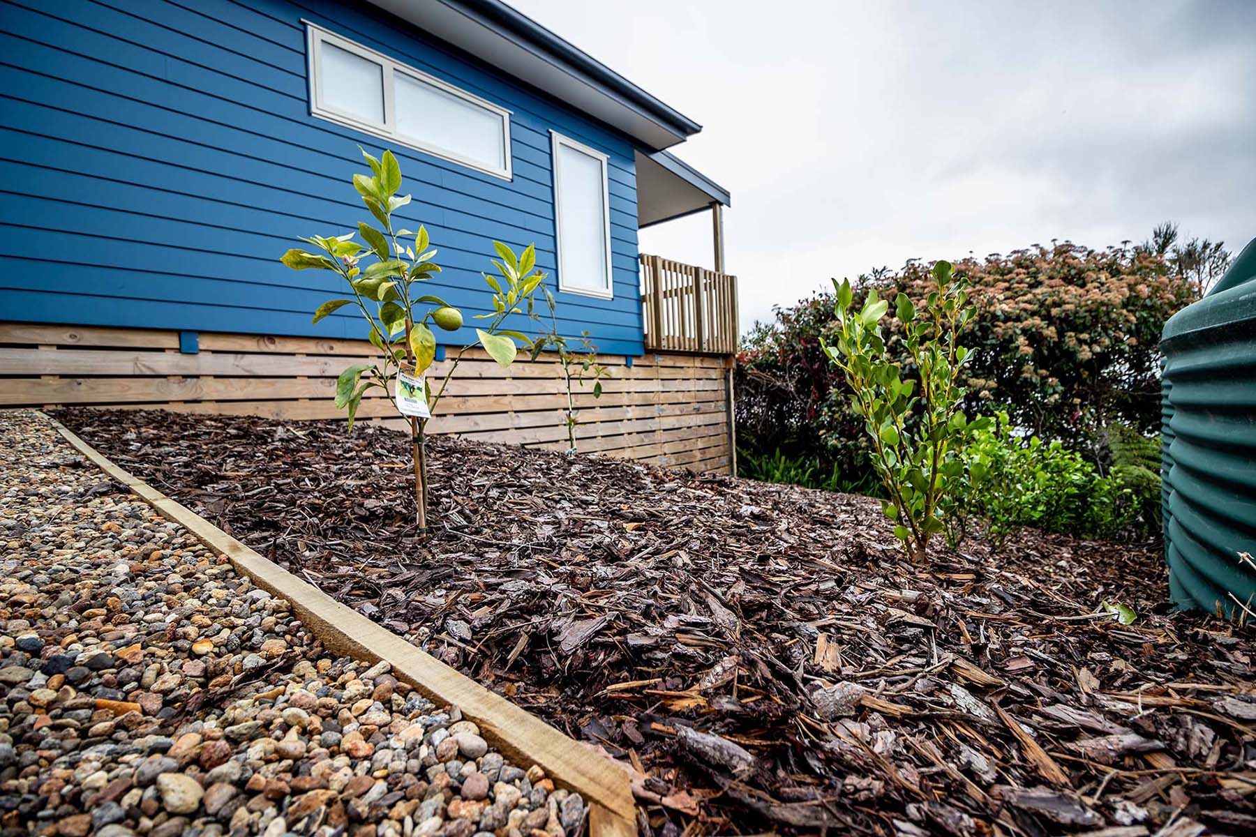 bluehouse-with-growing-tree_Northscape | Northscape