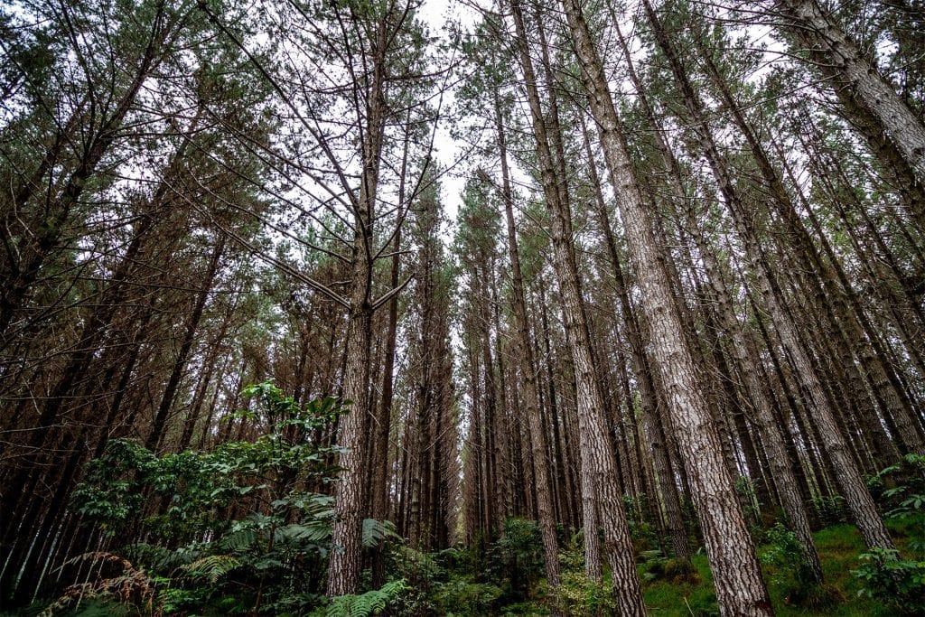 Tranquility In Trees | Northscape