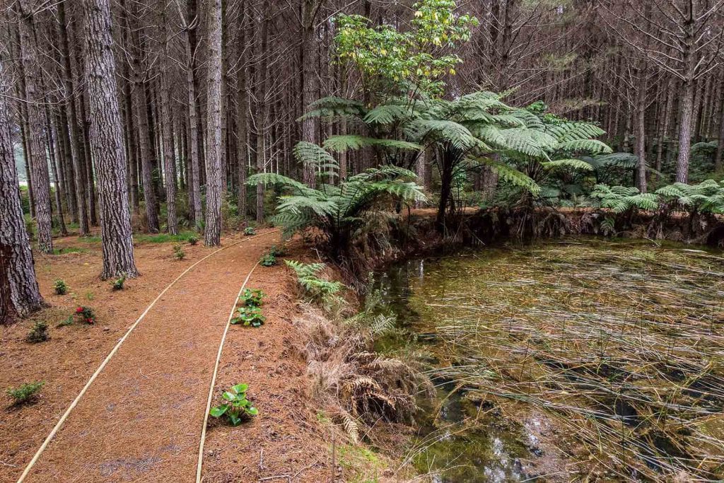 trees-and-pathway_Northscape | Northscape