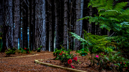 Northland's Landscaping Specialists | Northscape